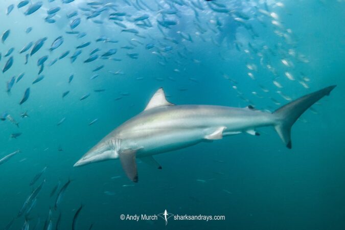 Spinner Shark - Carcharhinus brevipinna