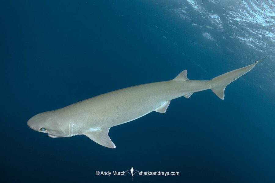 Atlantic Sixgill Shark - Hexanchus vitulus