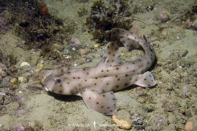 Horn Shark - Heterodontus francisci