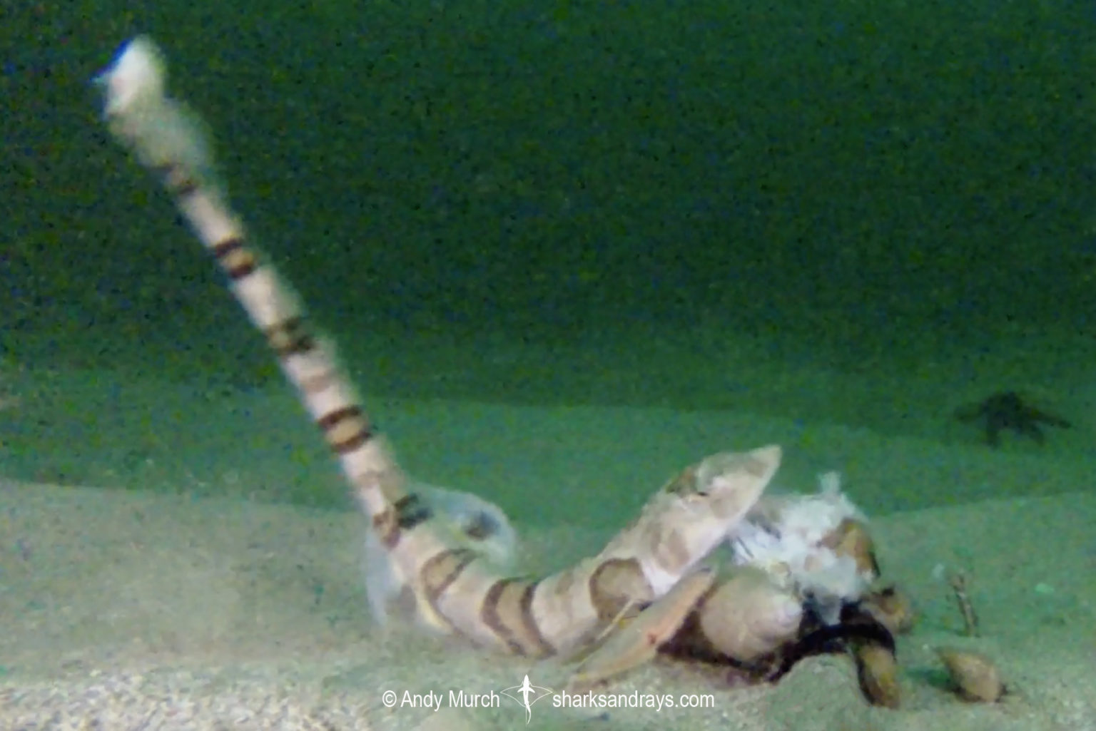 Tiger Catshark - Halaelurus natalensis