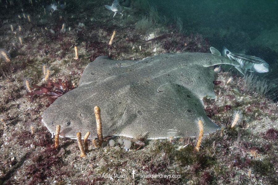 Angular Angelshark 008 | Sharks and Rays